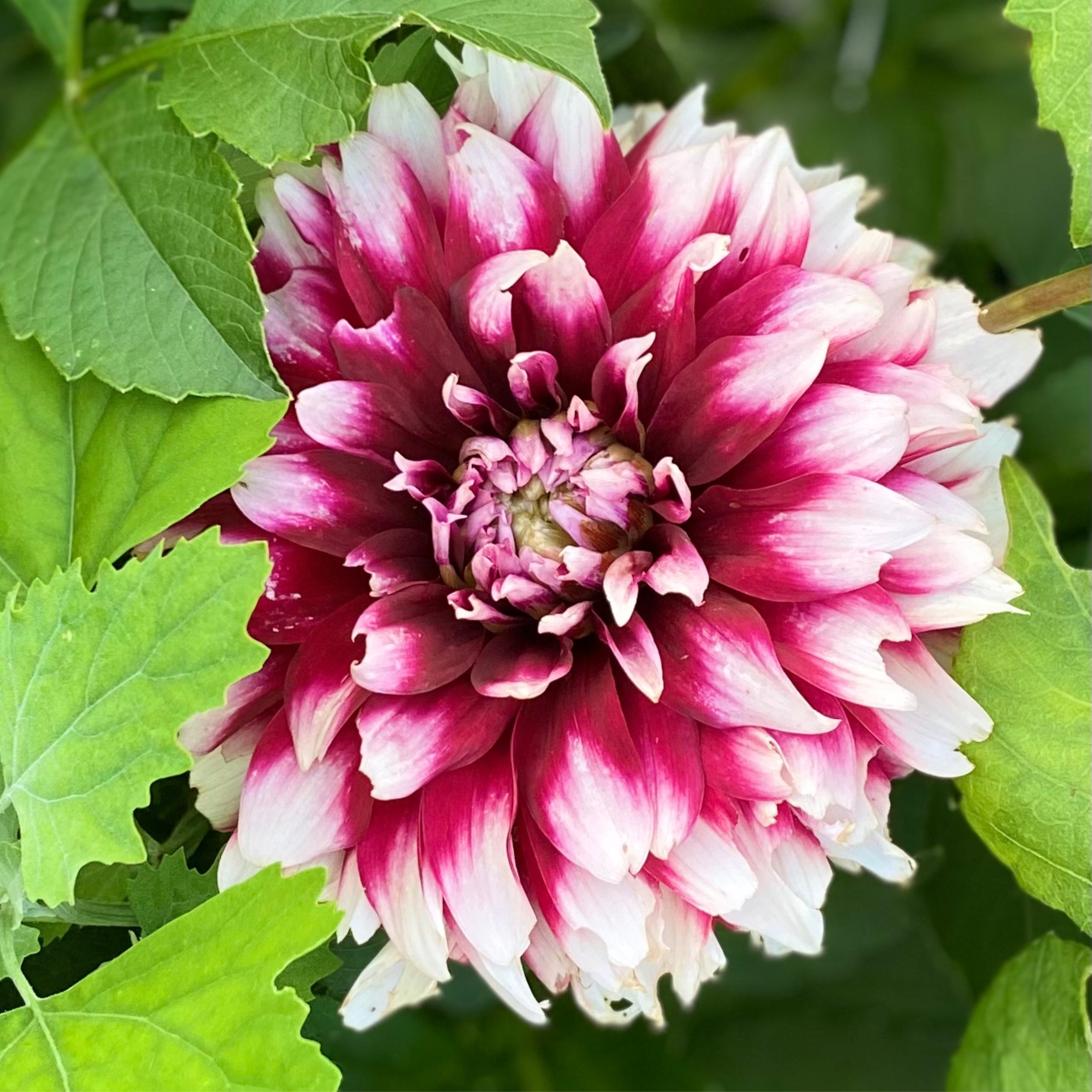 Musette Dahlia | Philburn Flower Farm